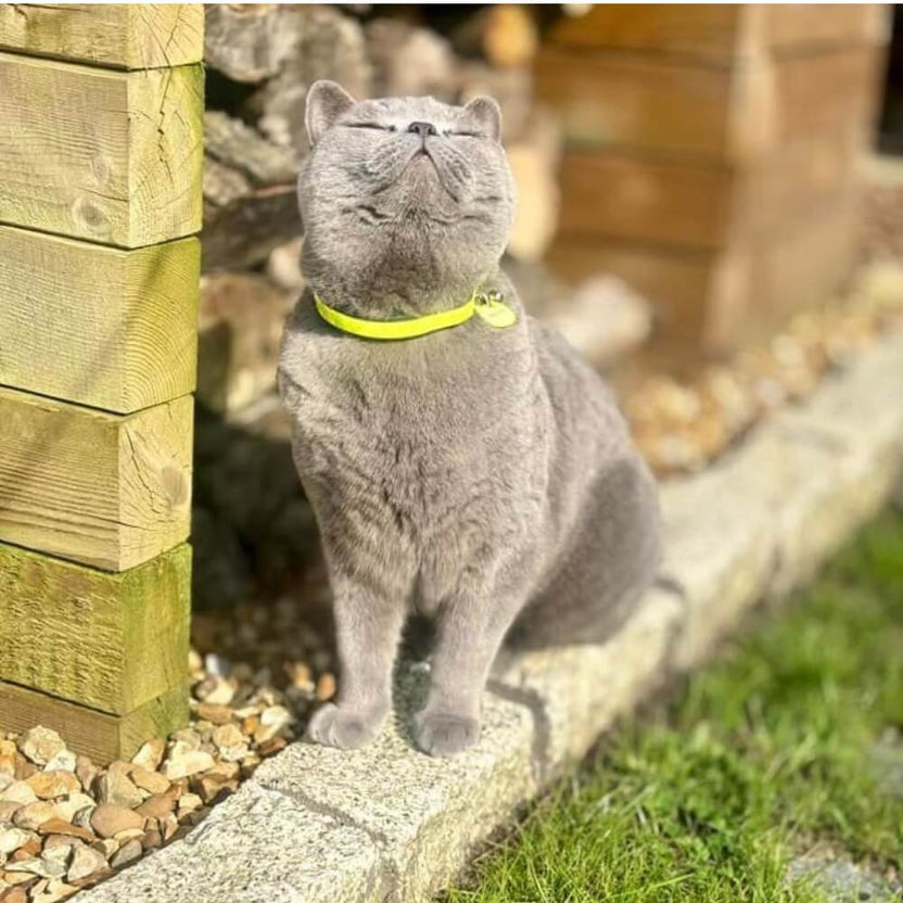 petTracer - GPS & Radio Tracker for cats