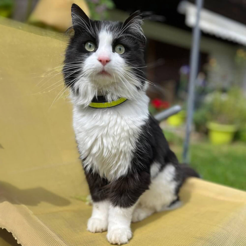 petTracer - GPS & Radio Tracker for cats