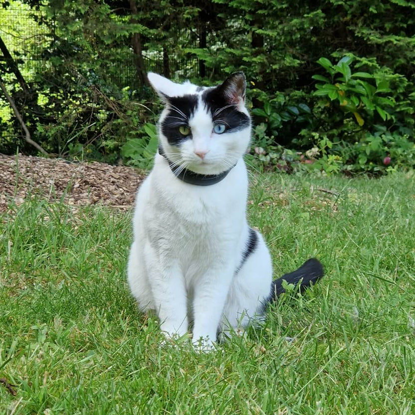 petTracer - GPS & Radio Tracker for cats