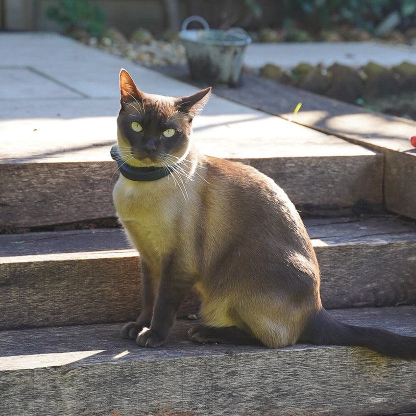 petTracer - GPS & Radio Tracker for cats