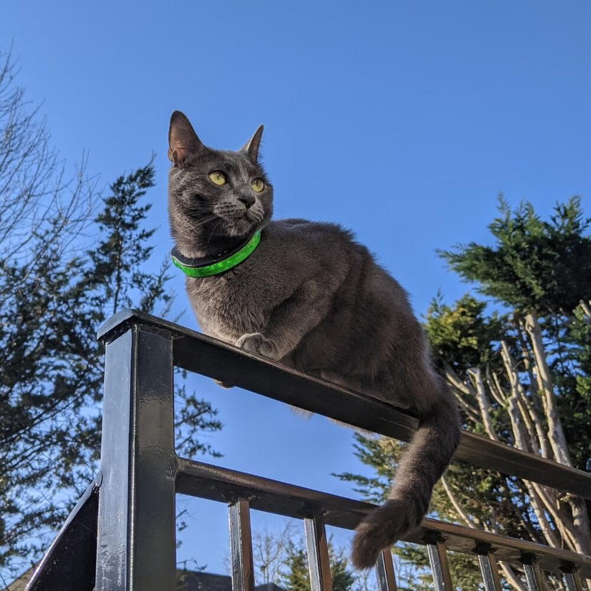 petTracer - GPS & Radio Tracker for cats