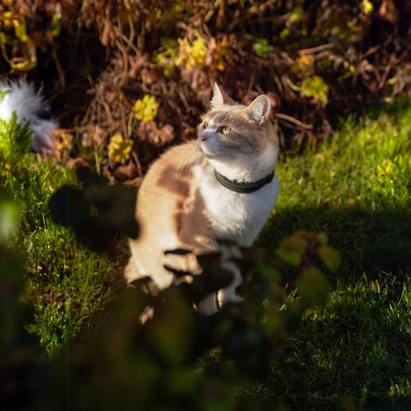 petTracer - GPS & Radio Tracker for cats