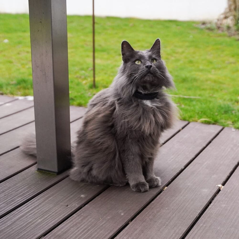 petTracer - GPS & Radio Tracker for cats