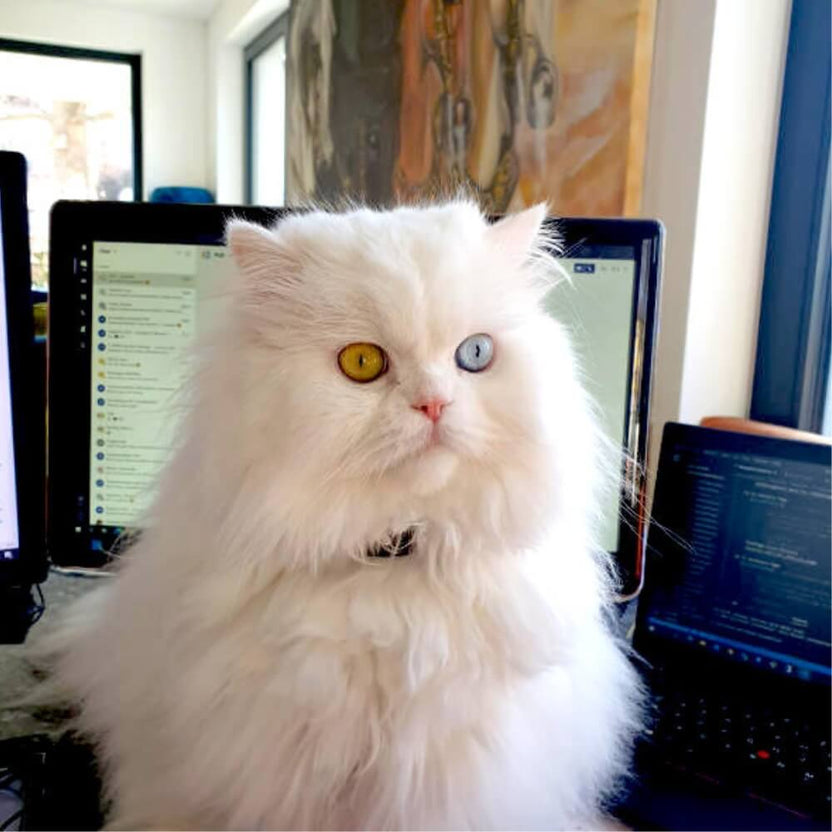 petTracer - GPS & Radio Tracker for cats