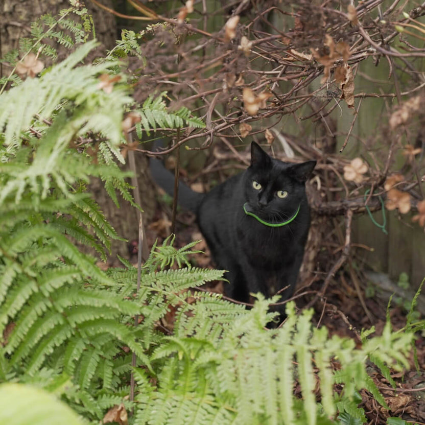 petTracer - GPS & Radio Tracker for cats