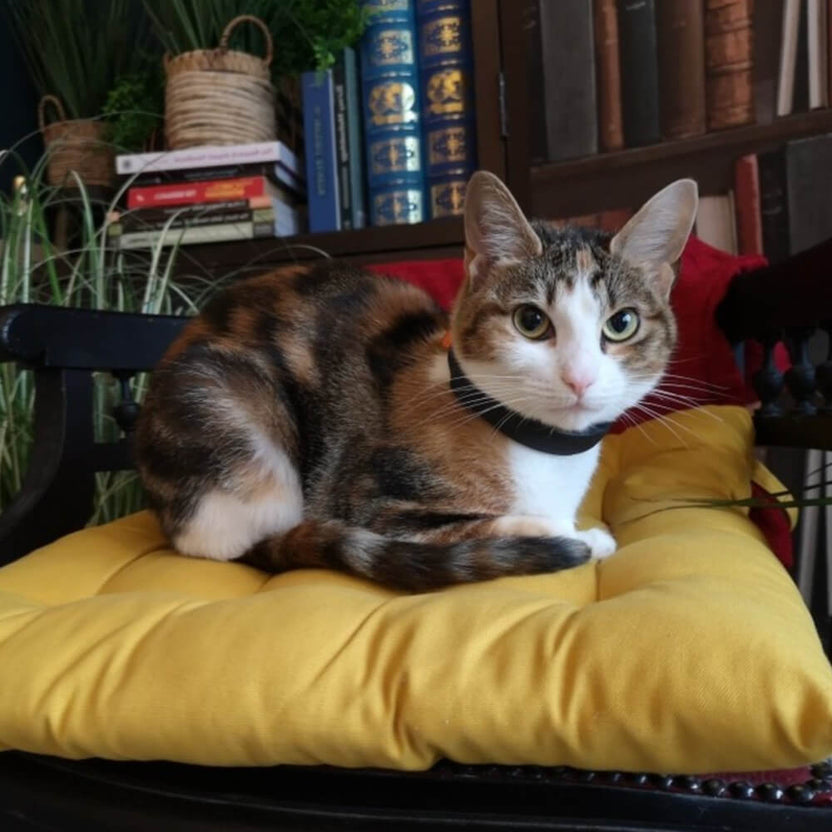 petTracer - GPS & Radio Tracker for cats
