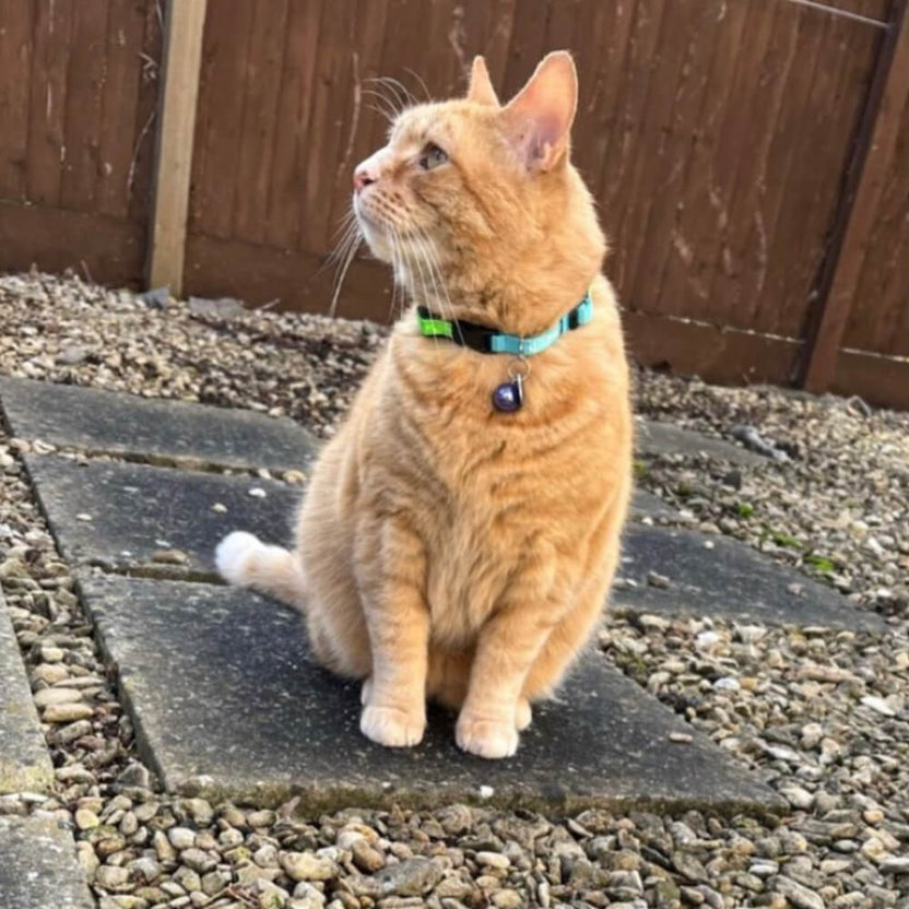 petTracer - GPS & Radio Tracker for cats